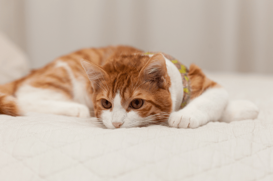 How to Calm a Hyperactive Cat? Specially in Night