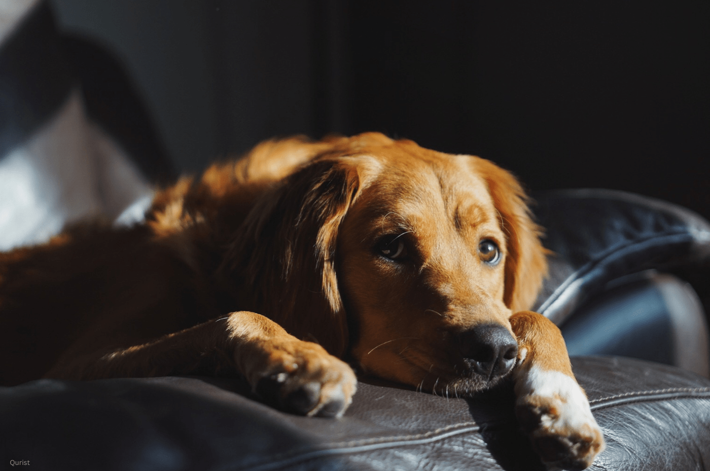 Noise Phobia in Dogs: Thunder & Firework Anxiety Relief